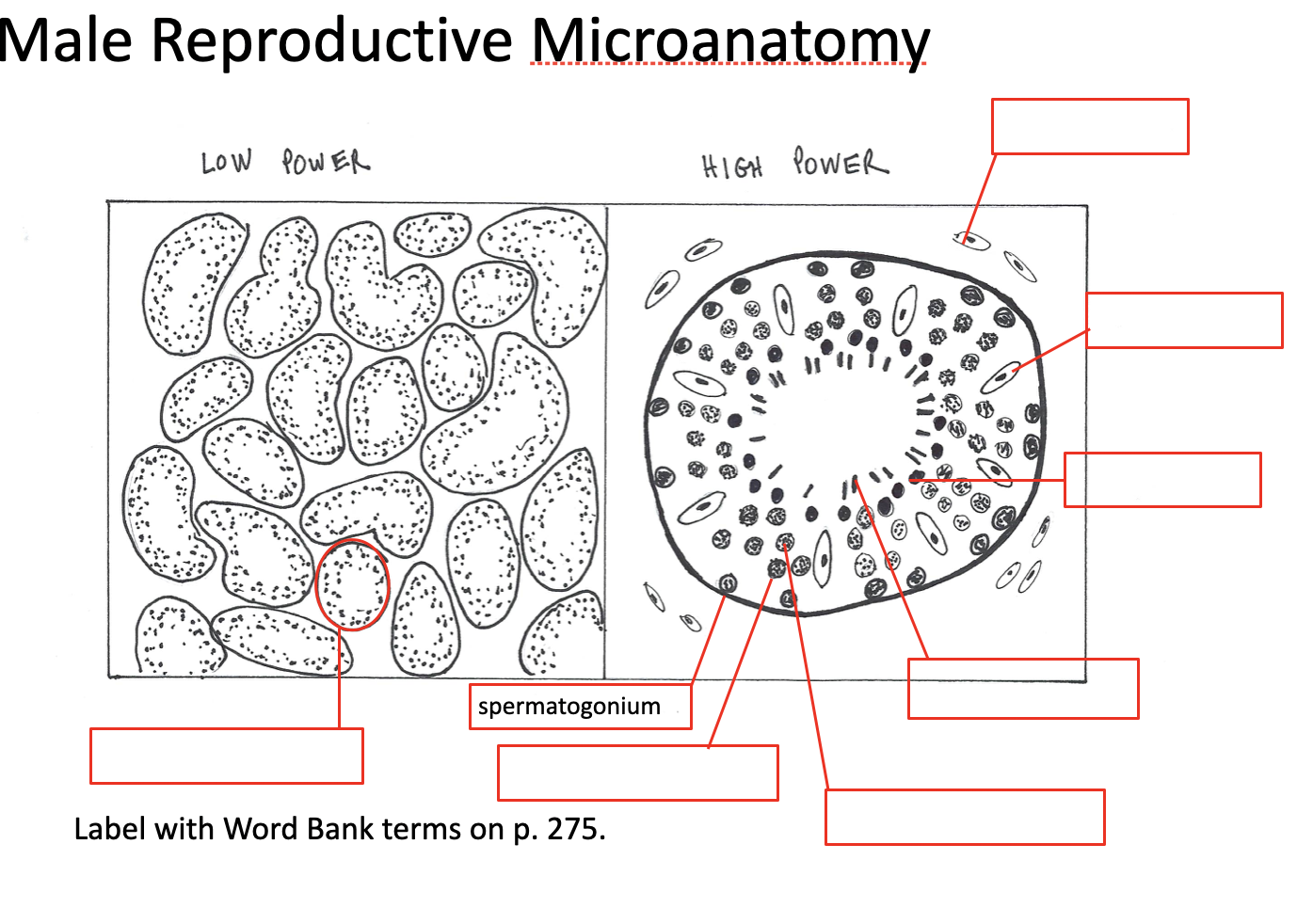 Solved Male Reproductive Microanatomy LOW POWER HIGH POWER | Chegg.com