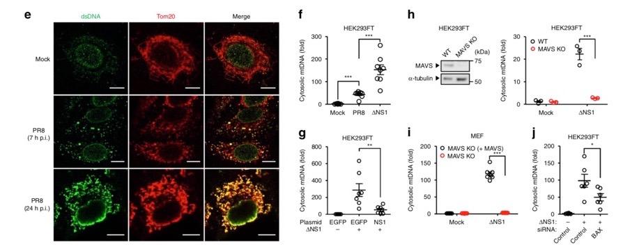 Solved dsDNA Tom20 Merge f h HEK293FT HEK293FT 300 30 | Chegg.com
