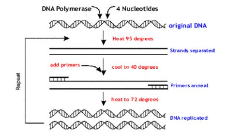 Solved A simplified diagram of the polymerase chain reaction | Chegg.com