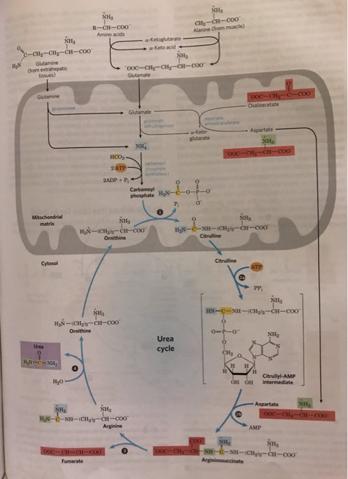 Solved 5. Draw one cycle of the urea cycle starting with | Chegg.com
