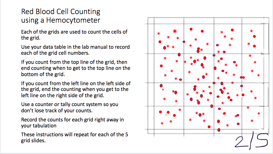 Solved Red Blood Cell Counting using a Hemocytometer Each of | Chegg.com