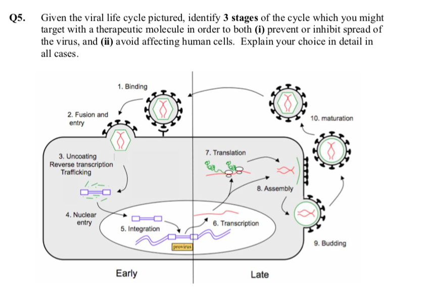 Solved Given the viral life cycle pictured, identify 3 | Chegg.com