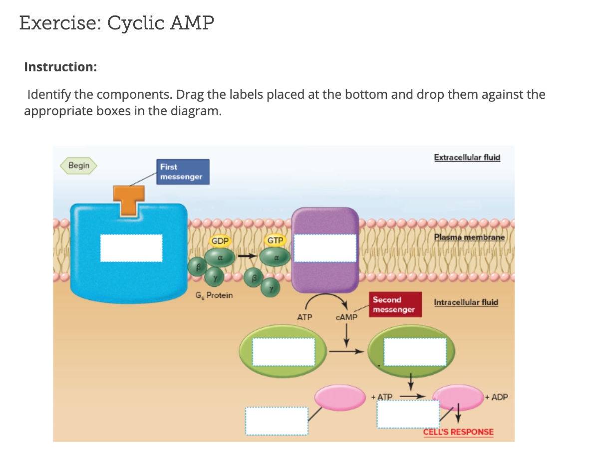 Solved Options are: low-affinity receptor, high-affinity | Chegg.com