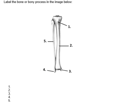 Solved Label the bone or bony process in the image below: 1. | Chegg.com