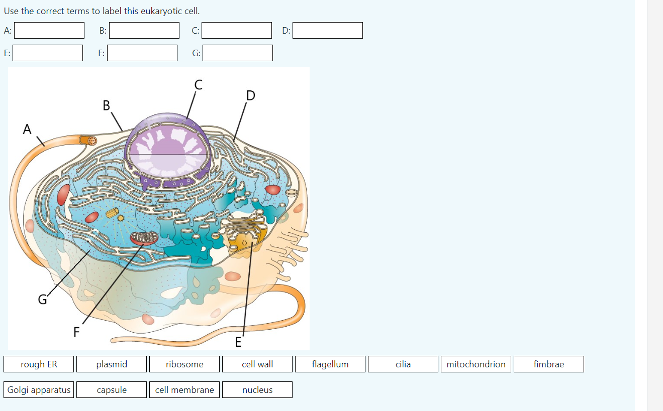 Solved Use the correct terms to label this eukaryotic | Chegg.com