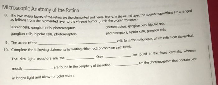 Solved 8. the two major layers of the retina are pigmented | Chegg.com
