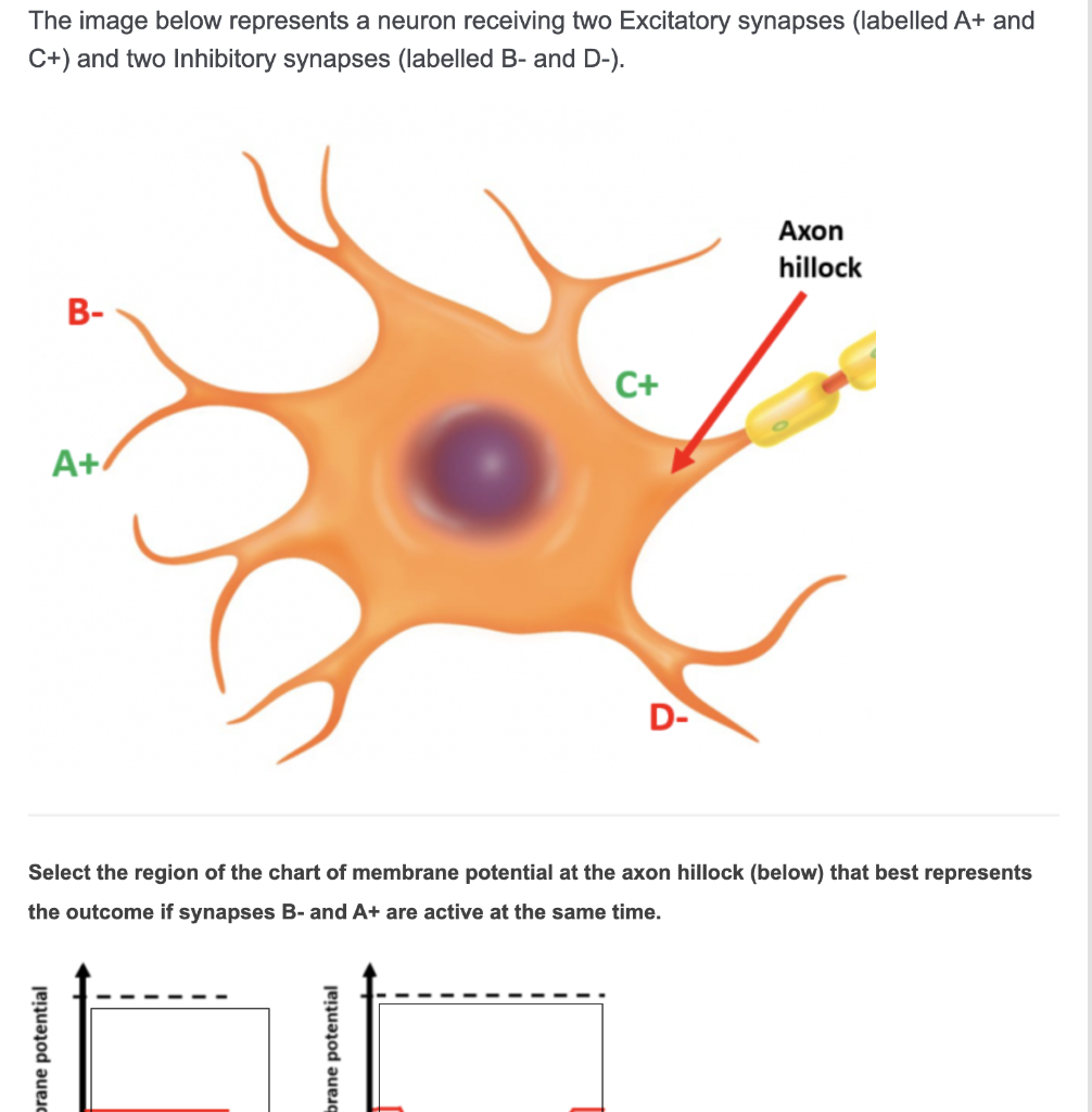 Solved The image below represents a neuron receiving two | Chegg.com