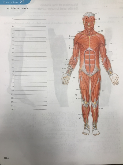 Solved Exercise 21 Label each muscle. 4. 17 18 19 14, 10 18 | Chegg.com