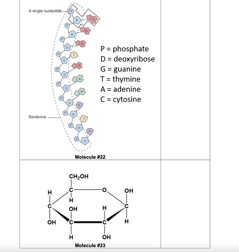 Solved BIOCHEMICAL MOLECULES - STRUCTURE AND FUNCTION ENTER | Chegg.com