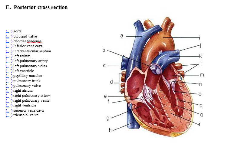 Solved E. Posterior cross section aorta L)bicuspid valve L) | Chegg.com