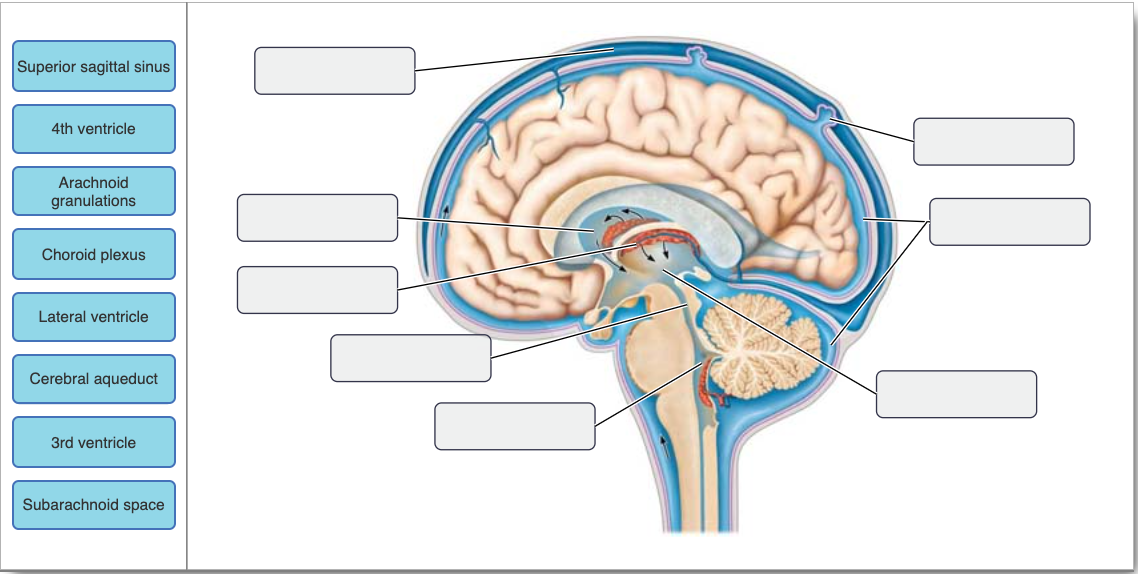 Solved Label the structures that are associated with the | Chegg.com