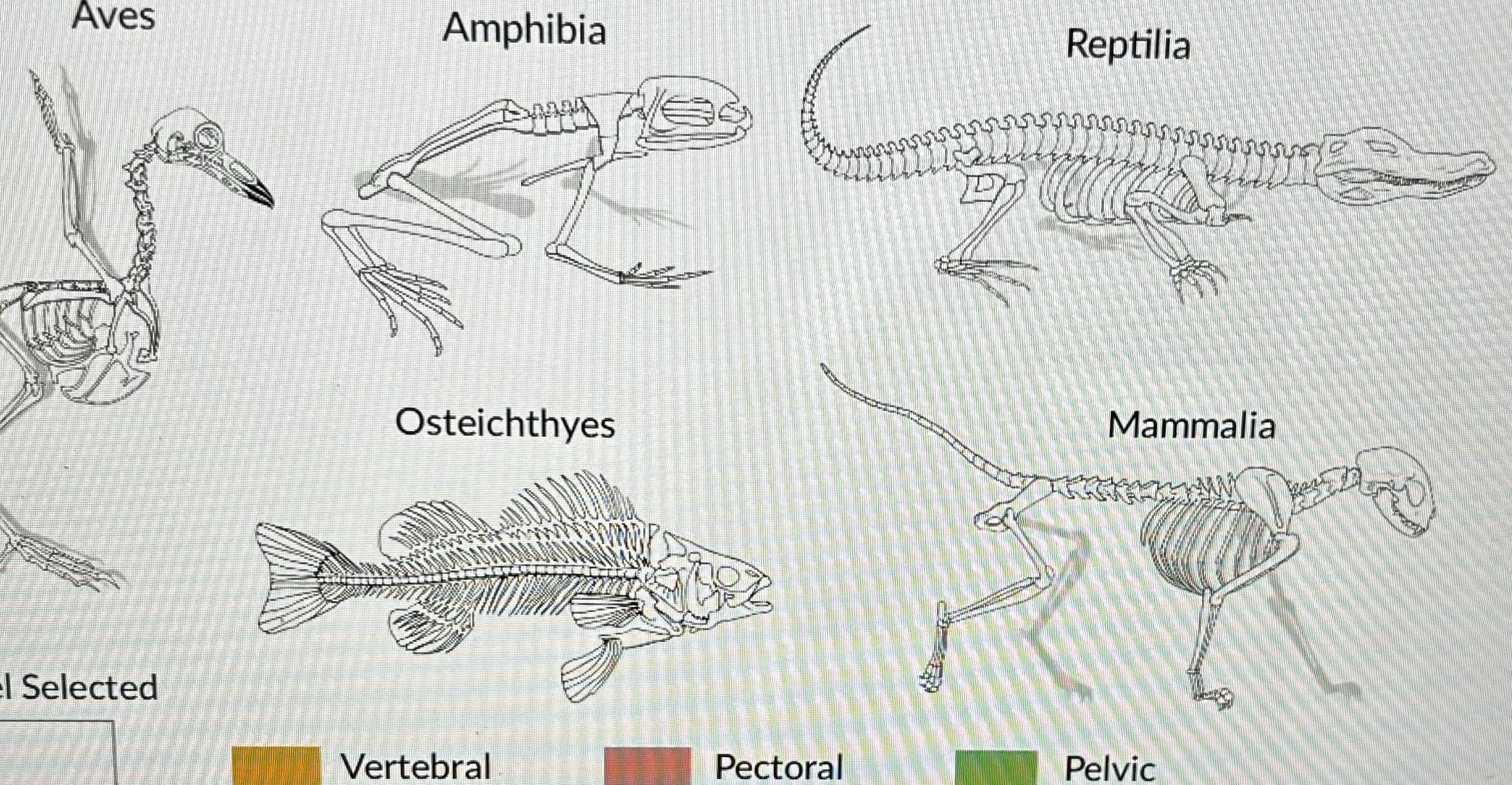 Procedure Examine the vertebrate skeletons in the | Chegg.com