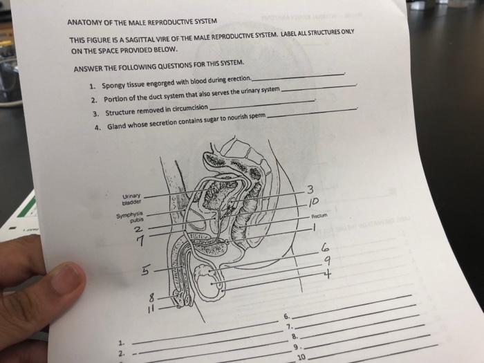 Solved ANATOMY OF THE MALE REPRODUCTIVE SYSTEM THIS FIGURE | Chegg.com