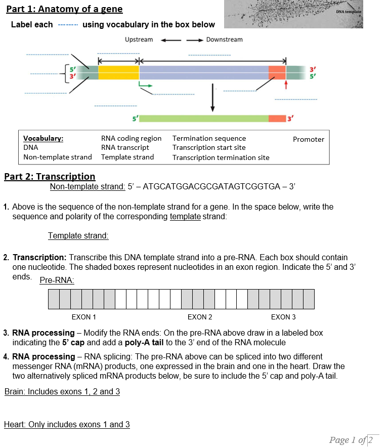 Solved DNA template Part 1: Anatomy of a gene Label each | Chegg.com