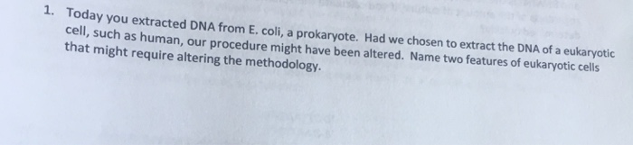 Solved Today you extracted DNA from E. coli, a prokaryote. | Chegg.com