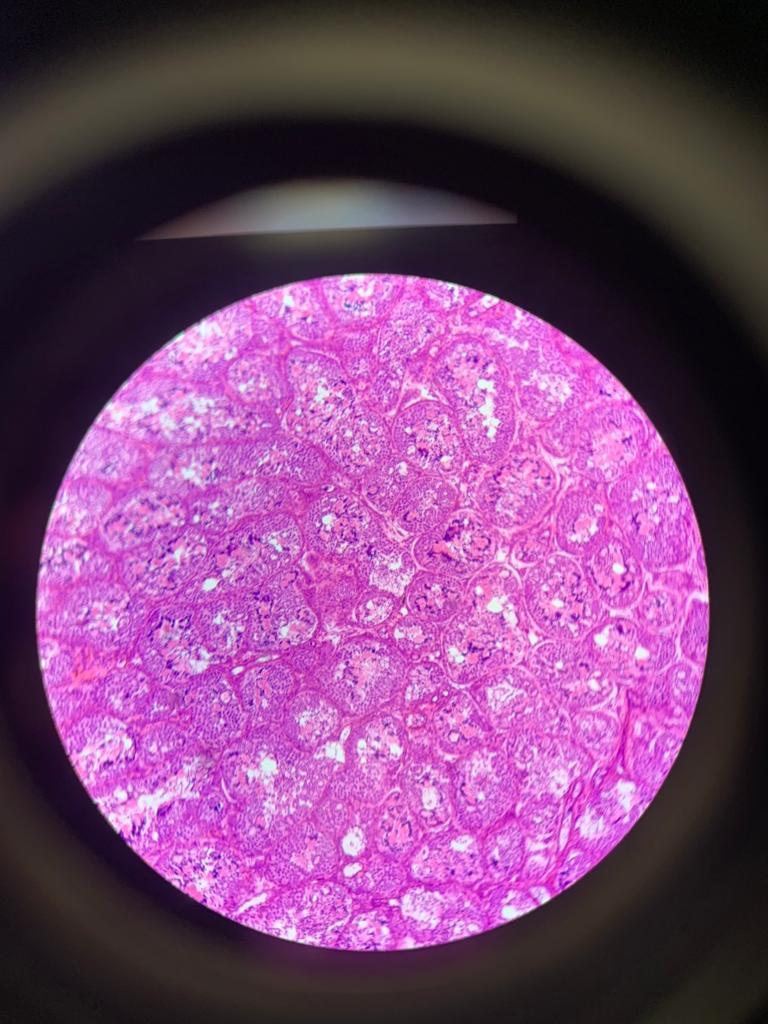 Solved please explain what you see in this slide of frog | Chegg.com