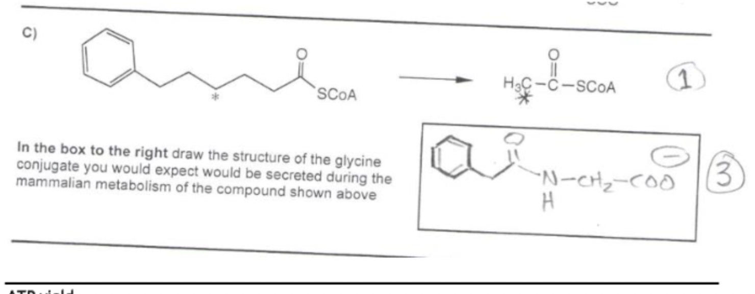 Solved SCOA In the box to the right draw the structure of | Chegg.com