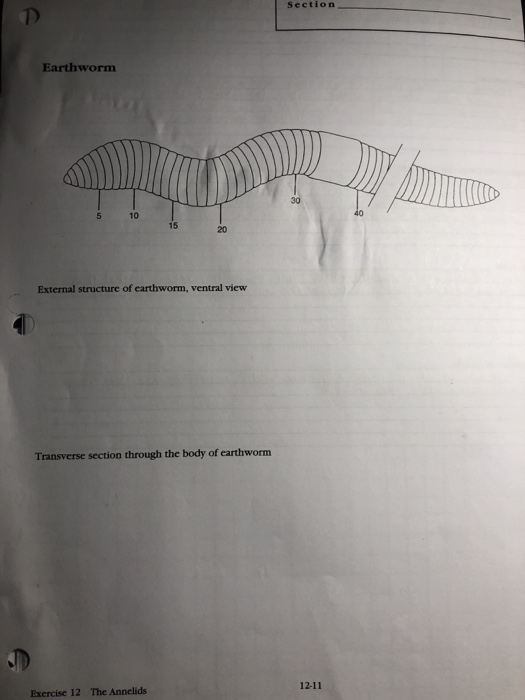 Solved Section Earthworm 20 External structure of earthworm, | Chegg.com