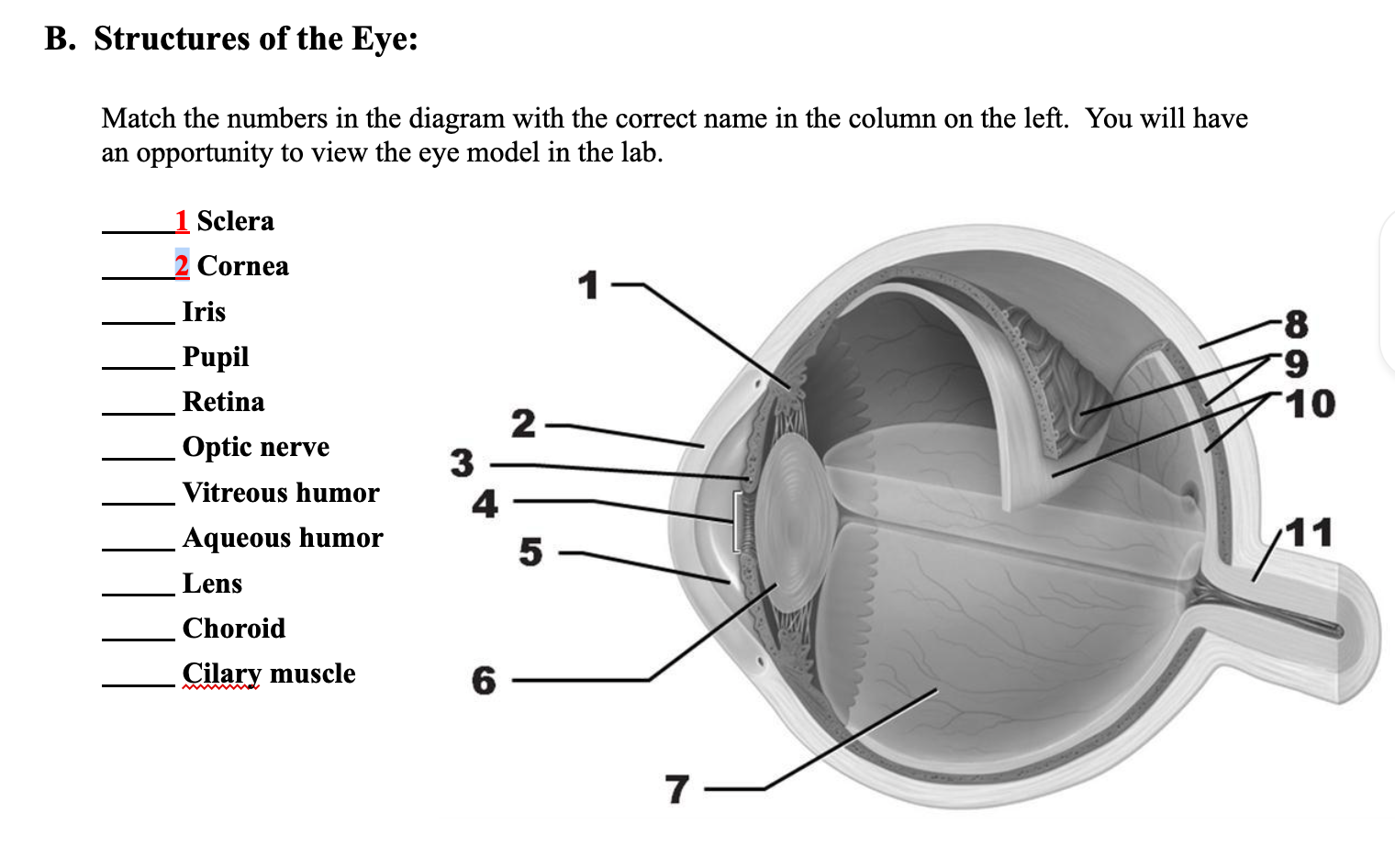 Solved Match the numbers in the diagram with the correct | Chegg.com