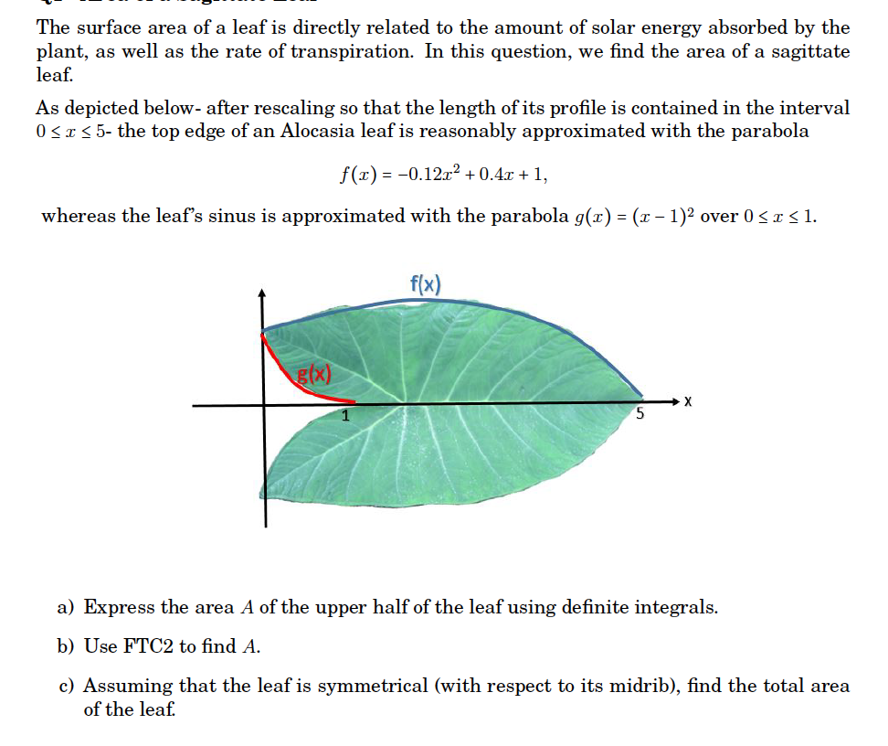Solved The surface area of a leaf is directly related to the | Chegg.com