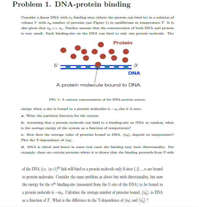 Solved Problem 1. DNA-protein binding Consider a linear DNA | Chegg.com