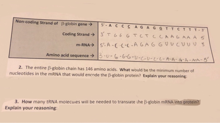 Solved Non-coding Strand of β-globin gene→ | 5'-A C C C A G | Chegg.com