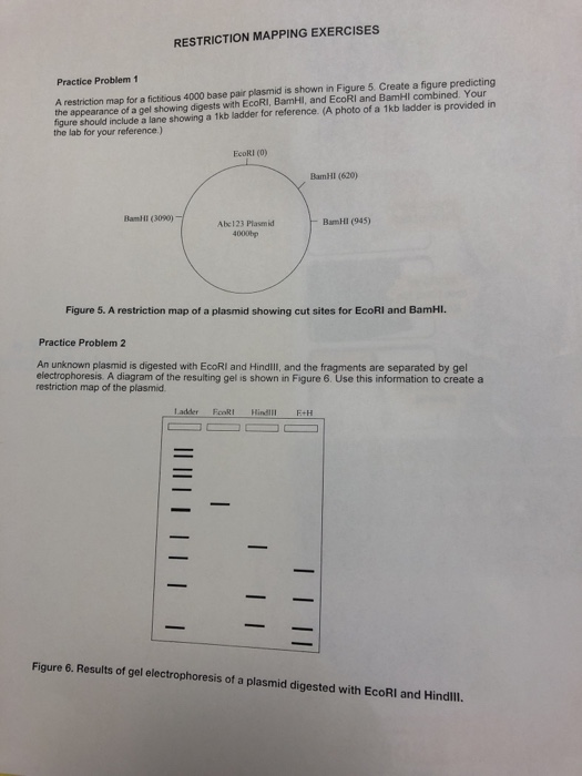 Solved RESTRICTION MAPPING EXERCISES A restriction map for a | Chegg.com