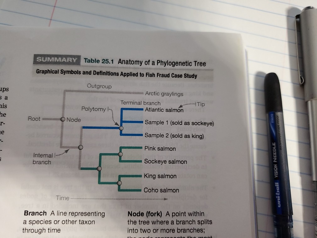 SUMMARY Table 25.1 Anatomy of a Phylogenetic Tree | Chegg.com