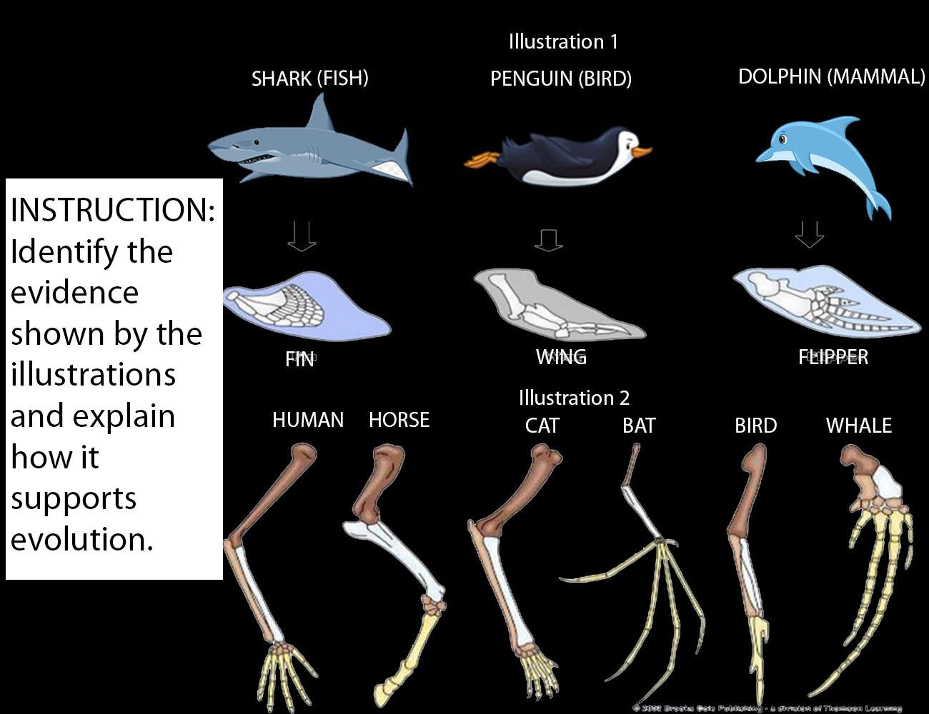 Solved Illustration 1 SHARK (FISH) PENGUIN (BIRD) DOLPHIN | Chegg.com