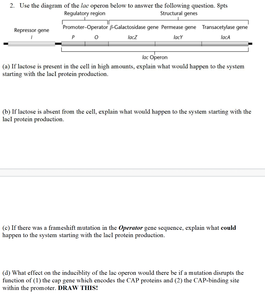 Solved 2. Use the diagram of the lac operon below to answer | Chegg.com