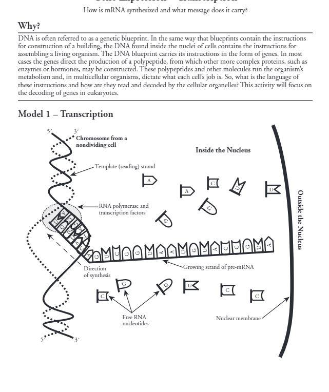 Solved The DNA strand and pre-mRNA strand are anti-parallel. | Chegg.com
