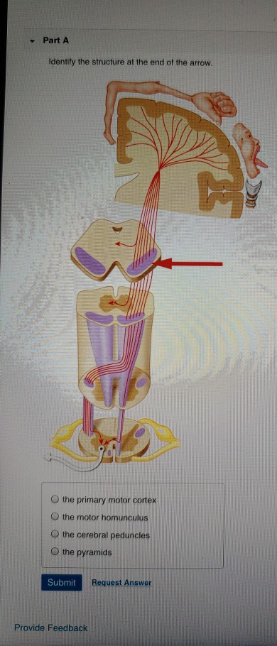 Solved Part A Identify the structure at the end of the | Chegg.com