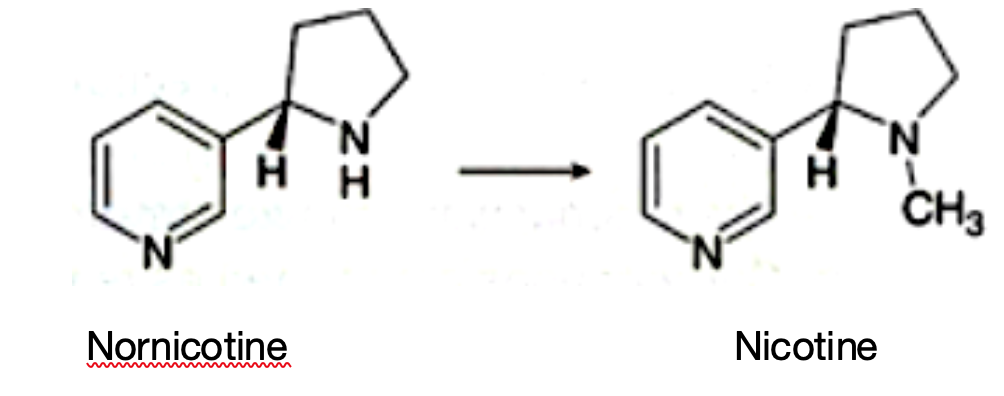 Solved Nicotine is converted from Nornicotine using the | Chegg.com