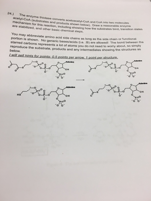 Solved 24.) The enzyme thiolase converts acetoacetyl-CoA and | Chegg.com