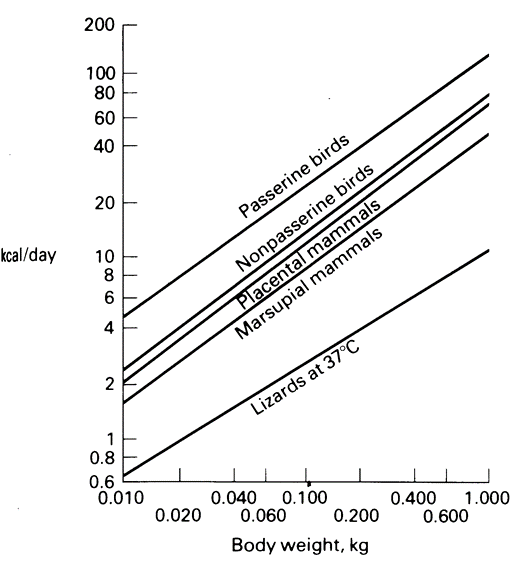 Below is a graph of the metabolic rate (kcal/day) as | Chegg.com