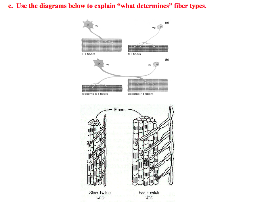 Solved c. Use the diagrams below to explain "what | Chegg.com