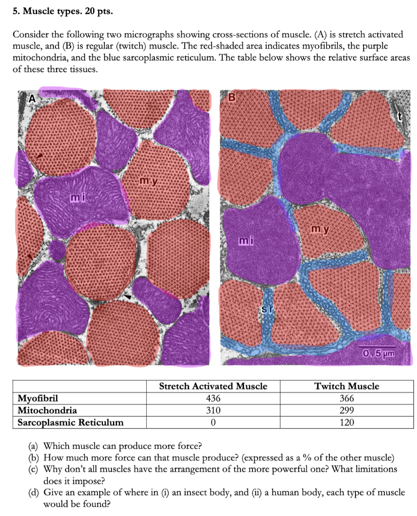 Solved 5. Muscle types. 20 pts. Consider the following two | Chegg.com