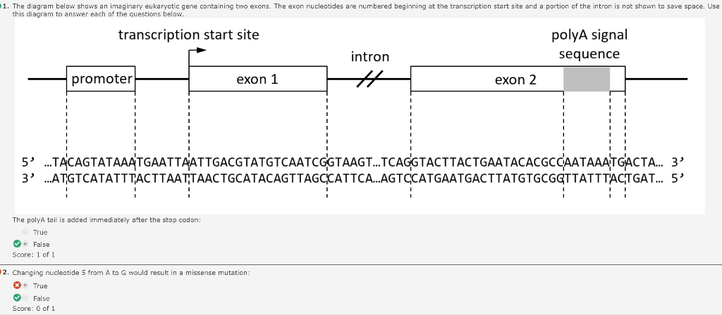 Solved 1. The diagram below shows an imaginary eukaryotic | Chegg.com