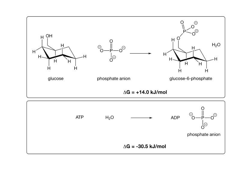 Solved Coupled reactions occur where a nonspontaneous | Chegg.com