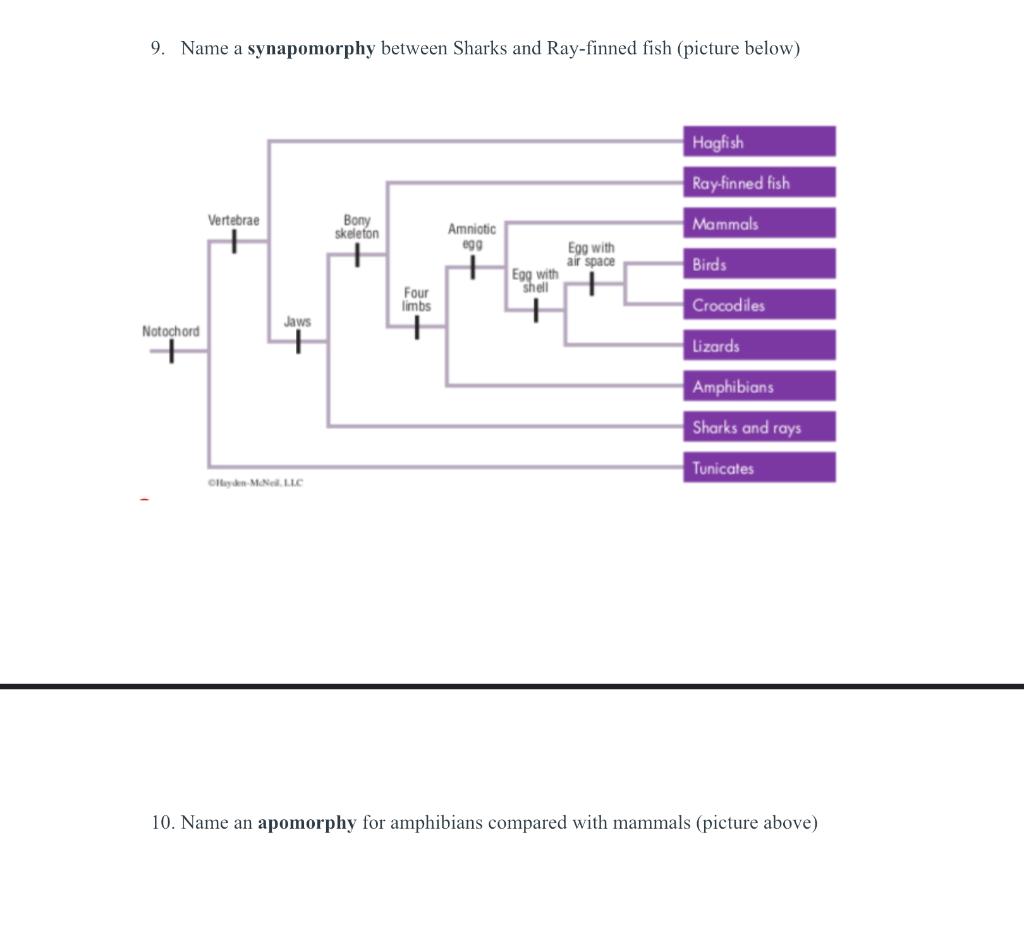 Solved 9. Name a synapomorphy between Sharks and Ray-finned | Chegg.com