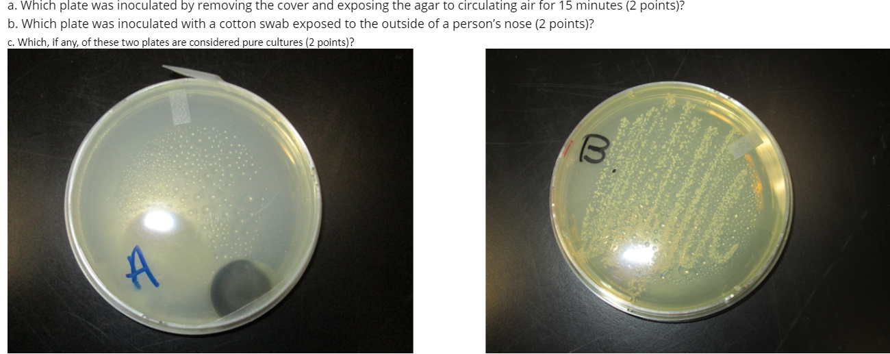 Solved a. Which plate was inoculated by removing the cover | Chegg.com