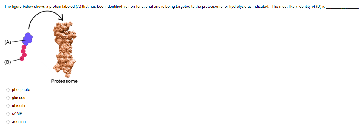 Solved The figure below shows a protein labeled (A) that has | Chegg.com