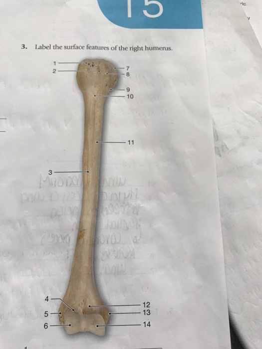 Solved 5 ic 3· Label the surface features of the right | Chegg.com