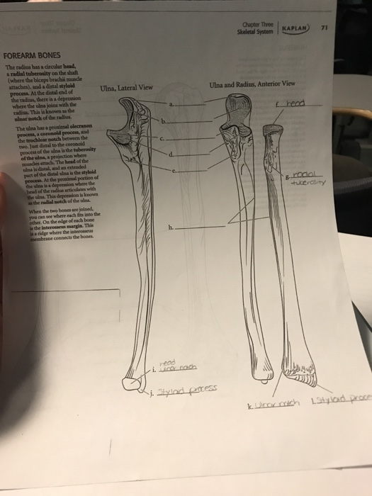 Solved Chapter Three KAPLAN 7 Skeletal System FOREARM BONES | Chegg.com