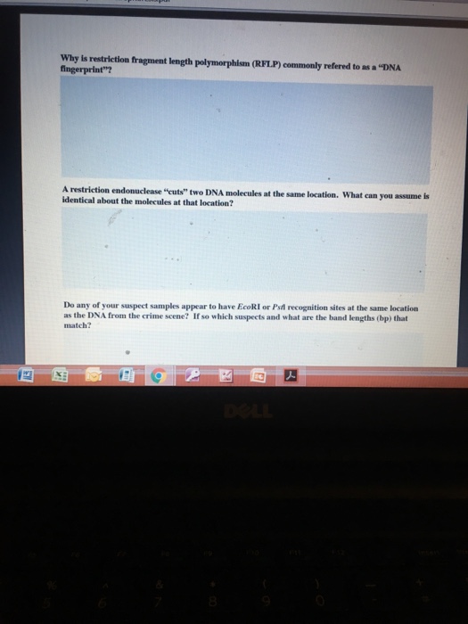 Solved Why is restriction fragment length polymorphism | Chegg.com