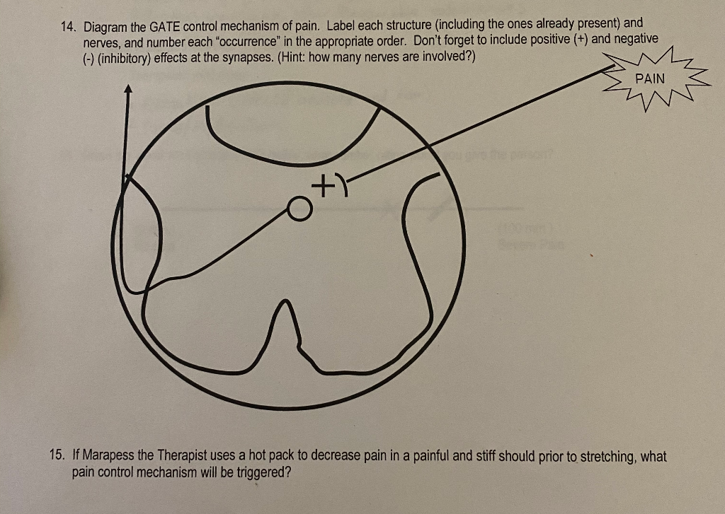 14. Diagram the GATE control mechanism of pain. Label | Chegg.com