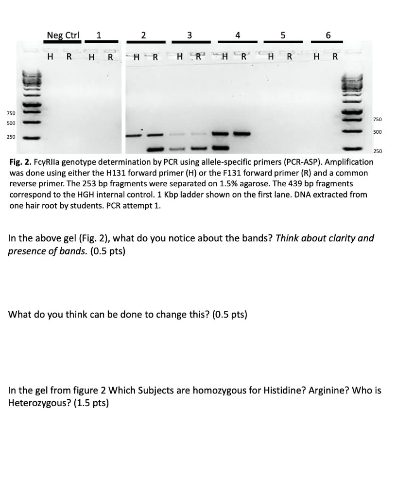 Solved DENV FEYR Monocyte Increased viral load Disease | Chegg.com