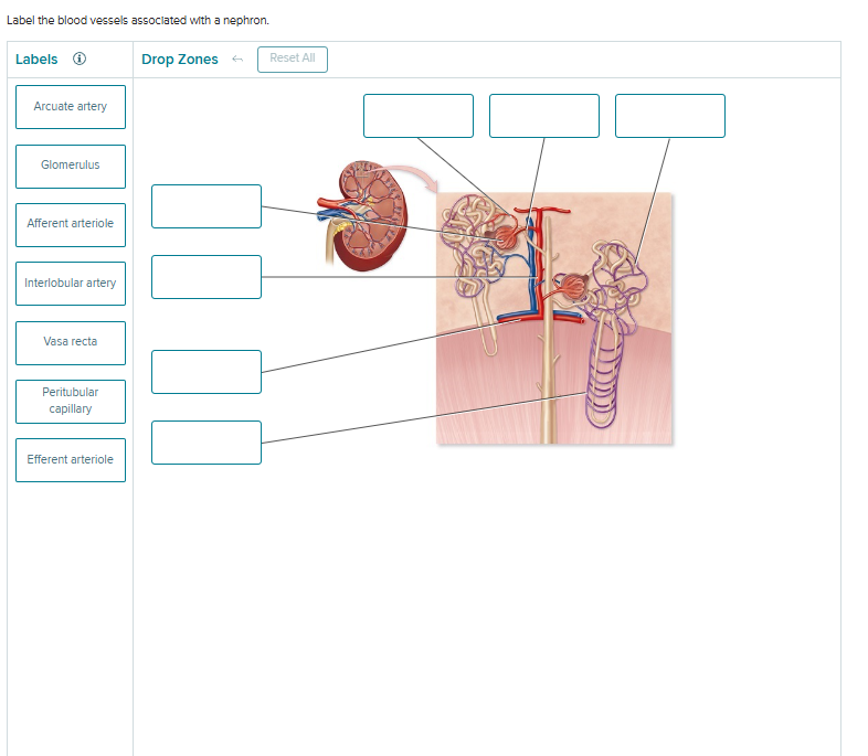 Solved Label the blood vessels assoclated with a nephron. | Chegg.com