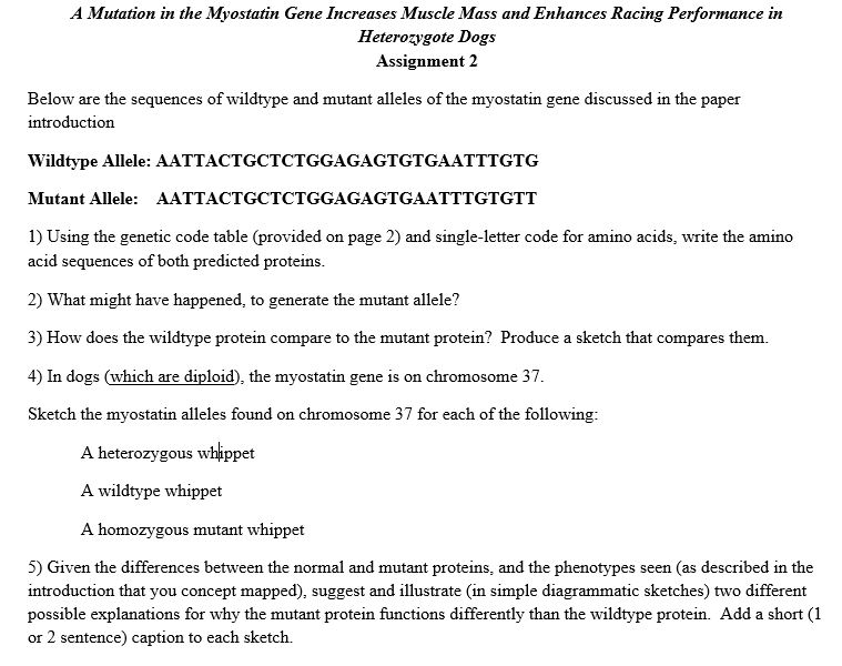 Solved A Mutation in the Myostatin Gene Increases Muscle | Chegg.com