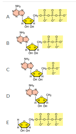 Solved Select the highest energy form of adenosine from the | Chegg.com